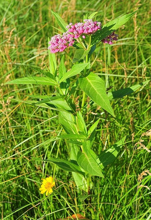 Swamp Milkweed (Asclepias incarnata) in 8 Easy Sections