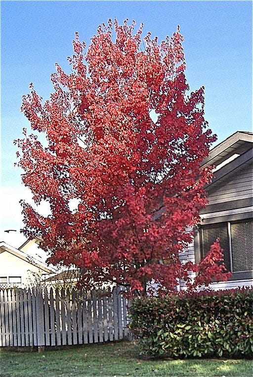 The Red and Fierce Red Maple (Acer rubrum)