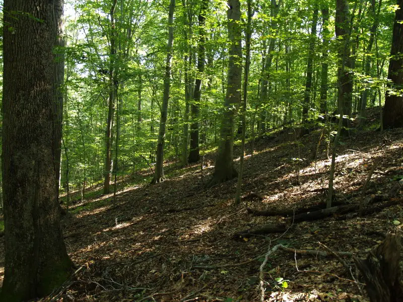 A Comprehensive Guide to Maple-leaf Viburnum (Viburnum acerifolium)