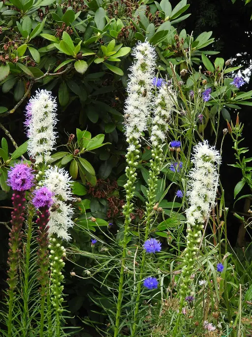 Blazing Star (Liatris spicata), a Comprehensive Guide in 10 Sections