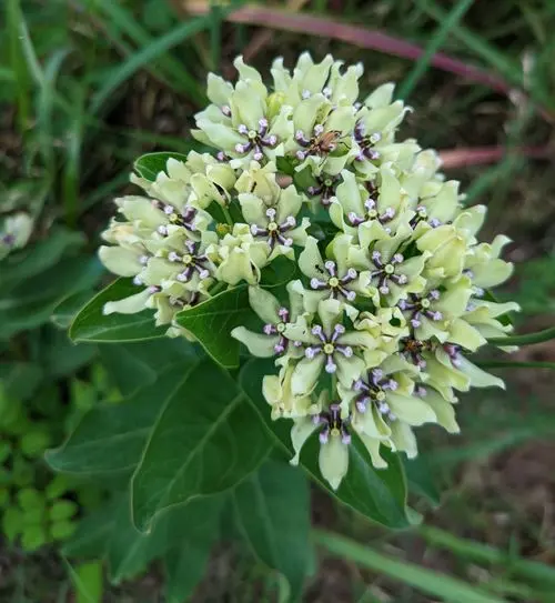 21 Beautiful Kansas Milkweeds (Asclepias spp.) to Grow for Monarch ...