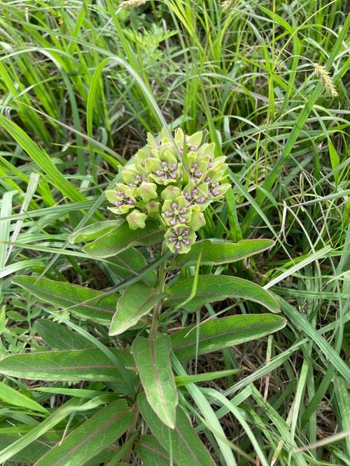 13 Beautiful Ohio Milkweeds (Asclepias spp.) to Grow for Monarch ...