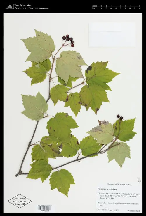 A Comprehensive Guide to Maple-leaf Viburnum (Viburnum acerifolium)