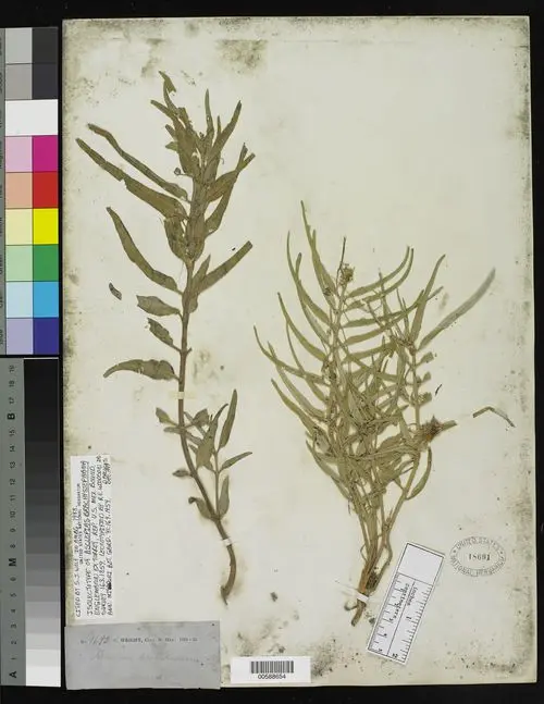 A Comprehensive Guide to Bract Milkweed (Asclepias brachystephana)