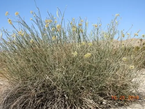 A Comprehensive Guide to Rush Milkweed (Asclepias subulata)