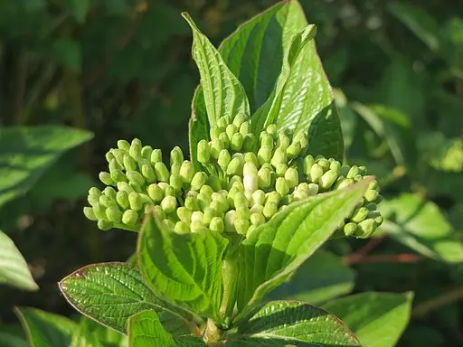 A Comprehensive Guide to Red Osier Dogwood (Cornus alba)