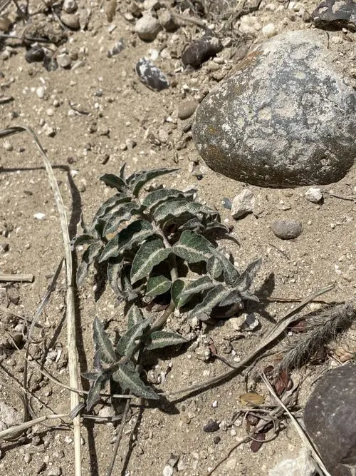 A Comprehensive Guide to Prostrate Milkweed (Asclepias prostrata ...