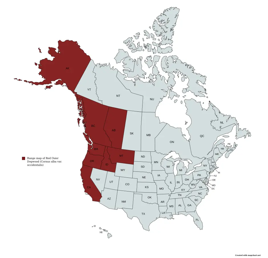 A Comprehensive Guide to Red Osier Dogwood (Cornus alba)