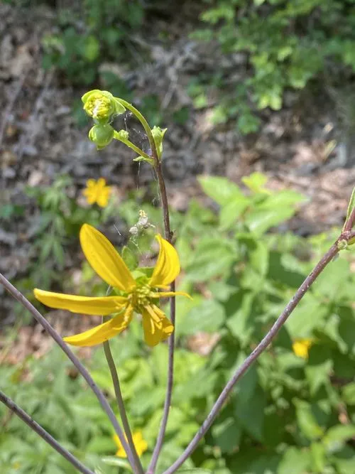 A Comprehensive Guide to Kidney-leaf Rosinweed (Silphium compositum ...