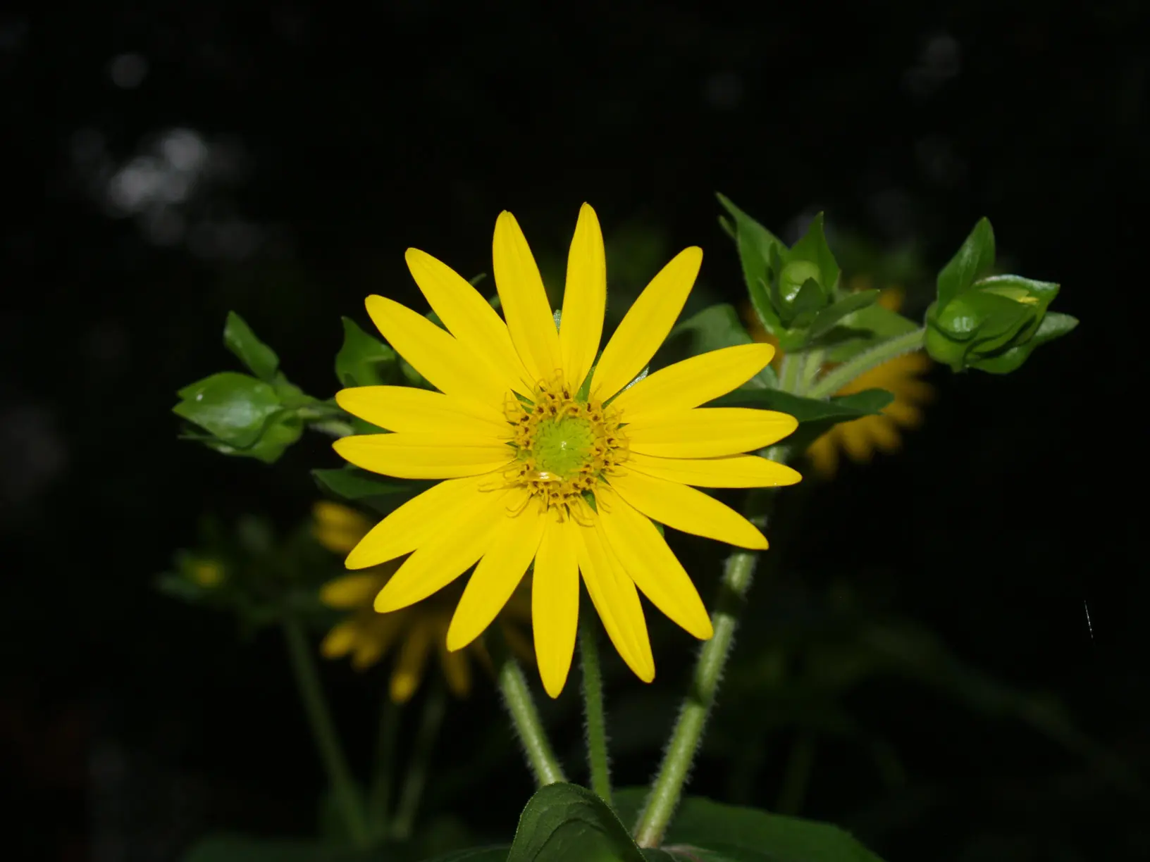 A Comprehensive Guide to Cup-Plant (Silphium perfoliatum) - McMullen ...