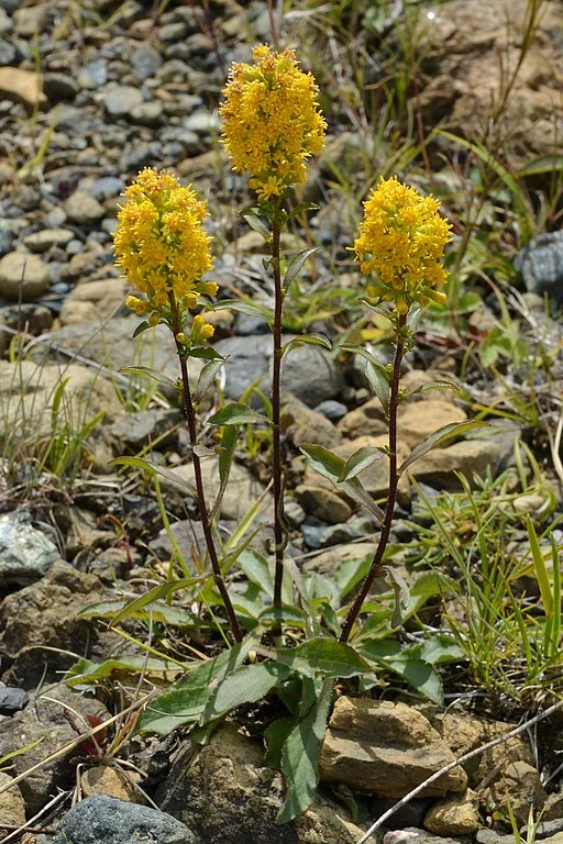 A Comprehensive Guide to Hairy Goldenrod (Solidago hispida) - McMullen ...