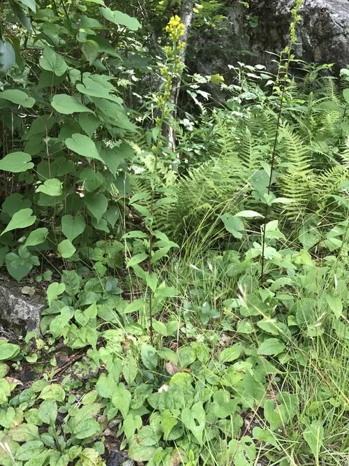 A Comprehensive Guide to Roan Mountain Goldenrod (Solidago roanensis ...